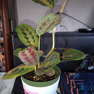 Red Maranta or Green Maranta in 4 Pot - Etsy