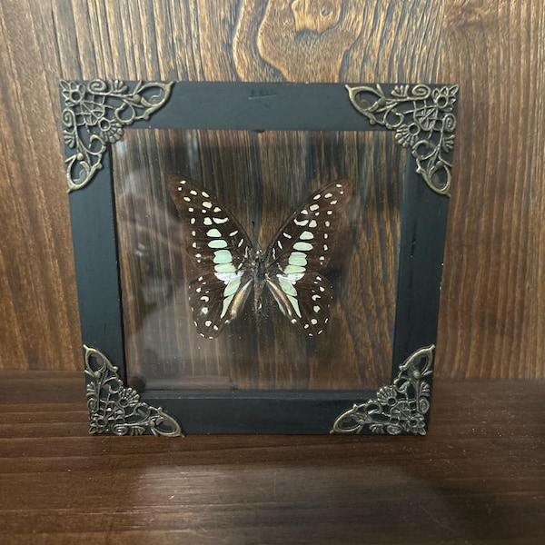 Real Framed Green Rhomborhina Scarab Beetle Bug Insect Shadow Box ...