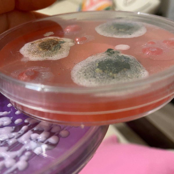 PETRI SOAP, Petri Dish, Cultive Soap, Science Soaps, Biology Soaps ...