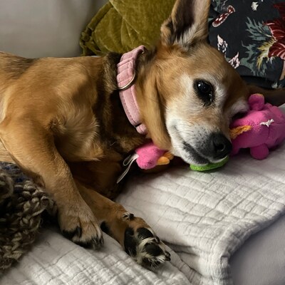 Pink & Purple Patchwork Dog Collar, Unique One of a Kind 1 Inch, 1.5 ...