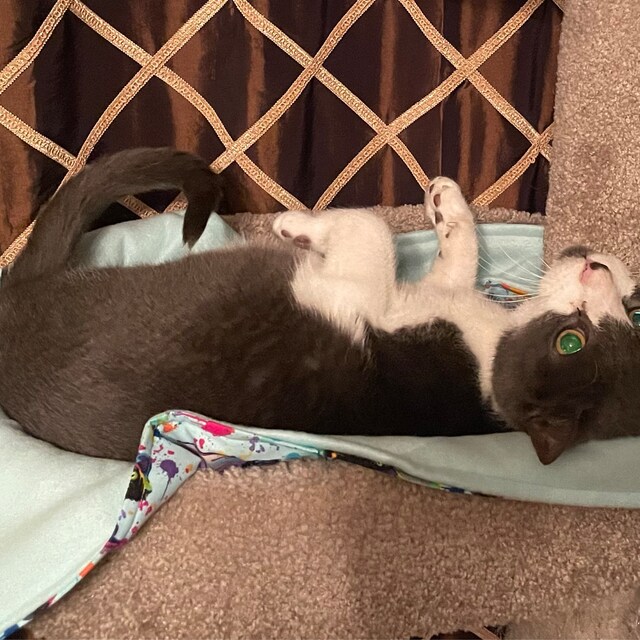 catchinglizards - Etsy