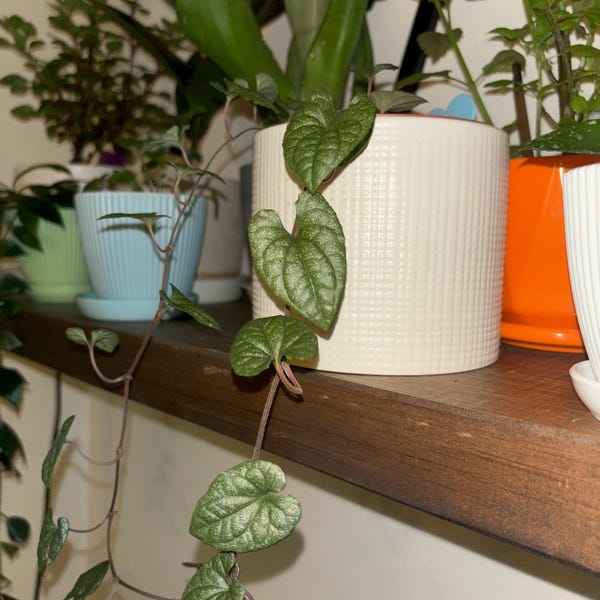Piper Silver Flecks 4”pot (ALL PLANTS Require You to Purchase 2 Plants ...