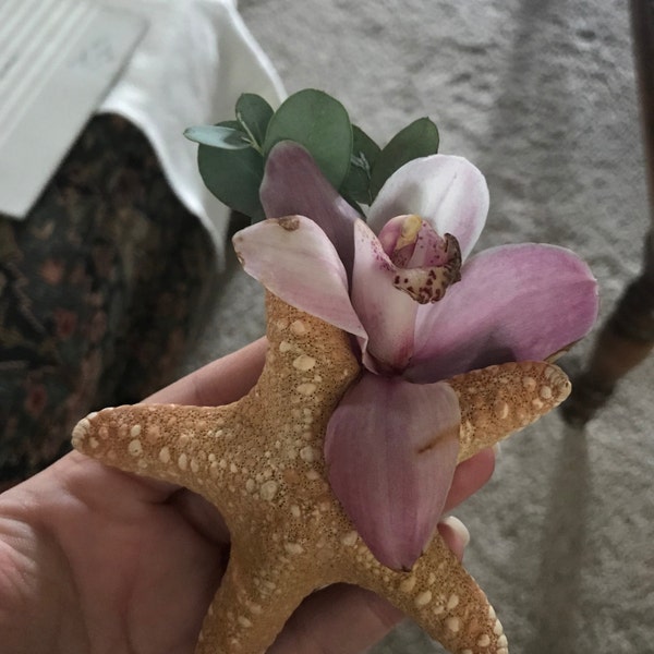 Real Jungle Mud Starfish Orange Brown Amber Color 1 to 3 Pcs 2 to 4 1/2 ...