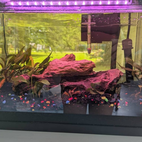 BUY 2 GET 1 FREE Bucephalandra Buce Godzilla Kedagang Red Easy Live ...
