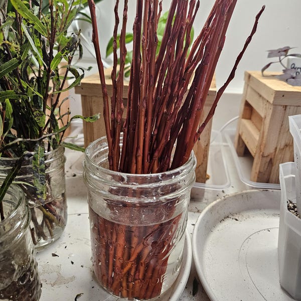 Orange Flame Willow Cuttings Bundle Salix - Etsy