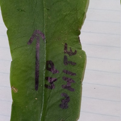 Epiphyllum Medora,one Live Plant in Pot ,hard to Find. - Etsy Canada