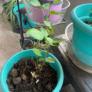 50 Seeds Blue Raspberry Bush SWEET EDIBLE Berry Fruits - Etsy