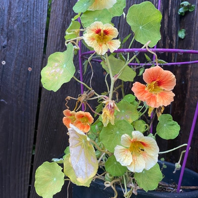 Early Thorogreen Lima Bean Seeds Early Bush Beans 25 Seeds - Etsy