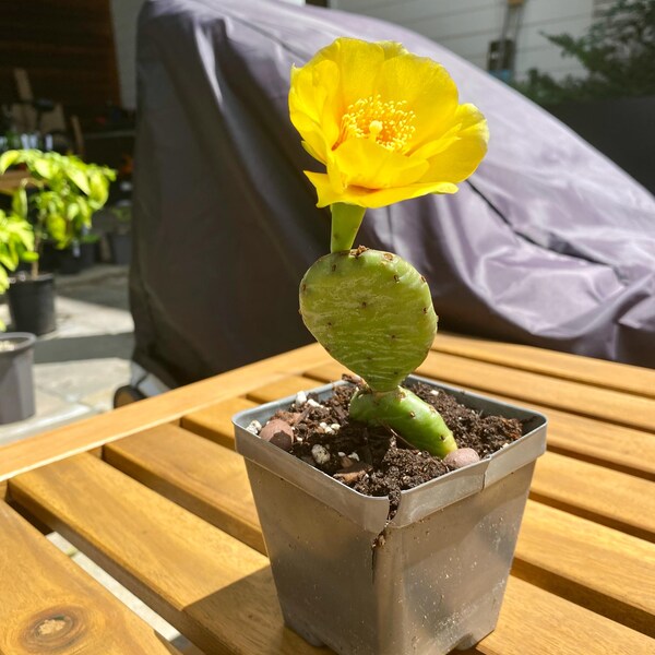 Peace Dove Tree Topper Gold Olive Branch Gift Idea Sale Metal Wall ...