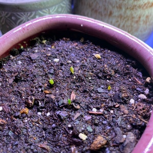 Hildewintera Colademononis Monkey Tail Cactus Seeds Grown in the ...