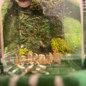 Acorn Jumping Spider Enclosure, Sling Jumping Spider Container Home ...