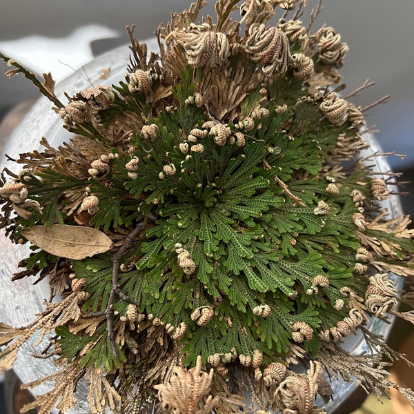 Resurrection Plant | Jericho Flower | Rose of Jericho | Resurrection ...