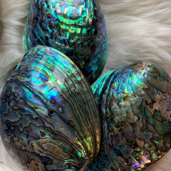 AAA 12-13cm LARGE Abalone Shell, Ritual Shell, Nautical Decor, Coastal ...