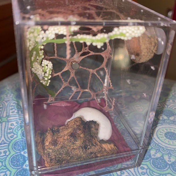 Suspension Bridge Oasis Medium Jumping Spider Enclosure, Acorn Hide ...