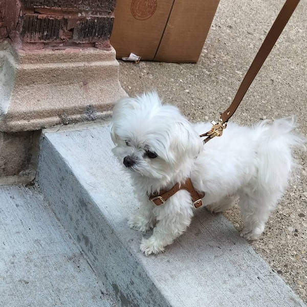 BECHIVA Soft Real Leather Poop Bag Holder. Dog Bag Dispenser. Top ...