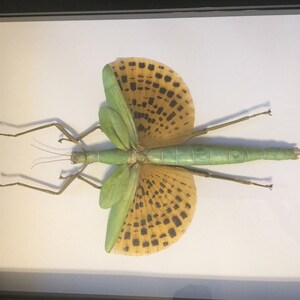 Golden Metallic Stag Beetle cyclommatus Metallifer Deep - Etsy