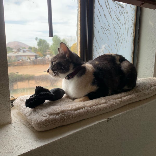 Window Sill Cat Pad/ 7” Sill Pad - Etsy