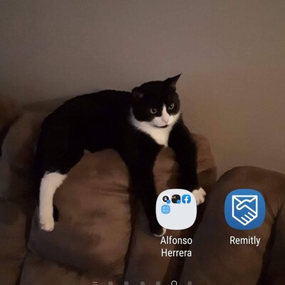 1980s Haband for Her Floral Polyester Short Sleeve Blouse. Fits up to ...