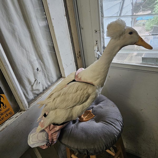 High Quality Duck Diaper, Goose Diaper, TURKEY GIRL Diaper, Open Tail ...