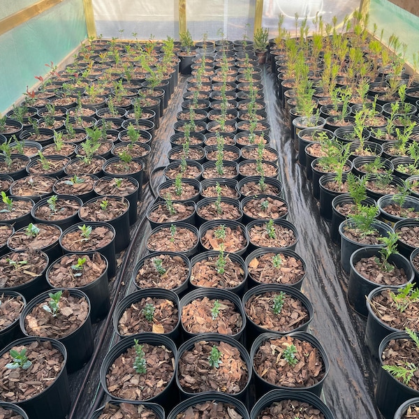 10 Longleaf Pine Seedlings - Etsy