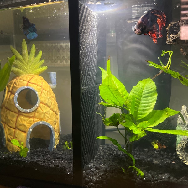 5.5 Gallon Aquarium Divider: 3D Printed Tank Separator - Etsy
