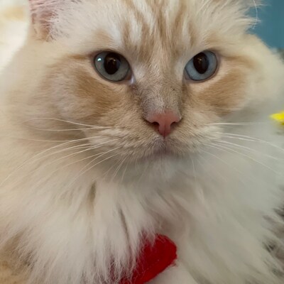 Catnip Cat Mat, Cat Mat for Pet Carrier, Cat Mat, Organic Catnip Play ...