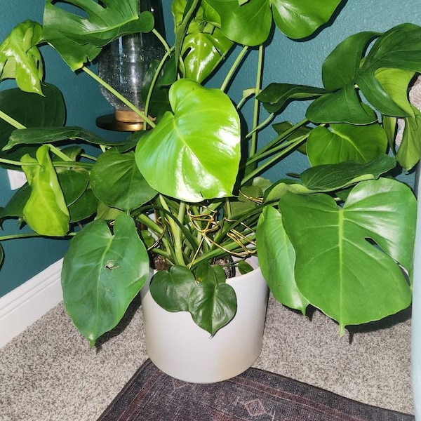 Monstera Shaped Plant Support - Gold Coloured - Etsy