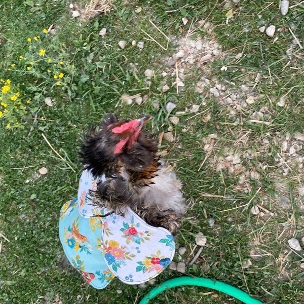 Chicken Saddle Wing Protector Hen Apron Bantam Standard Chicken Apron ...