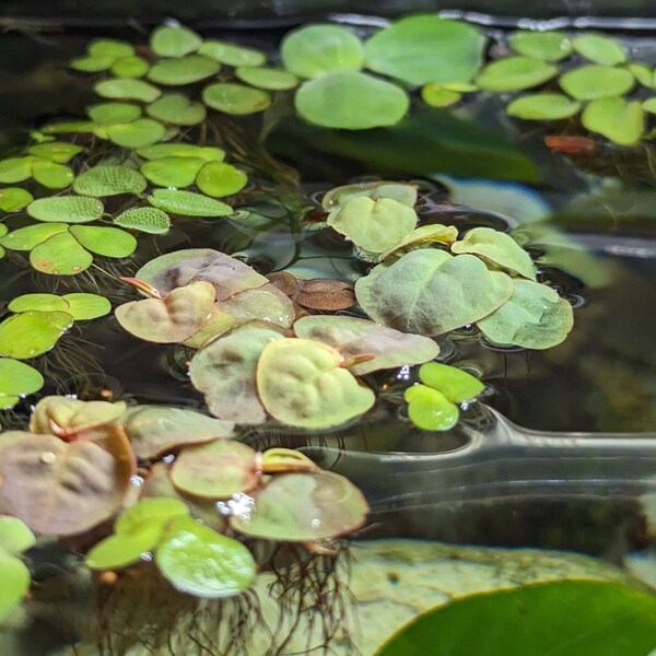 Water Spangles Salvinia Minima Floating Plant Freshwater Aquarium Plant ...