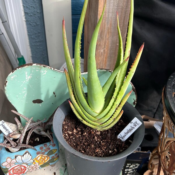 3g Aloe Excelsa,rarely Seen in Cultivation.seed Grown From South ...