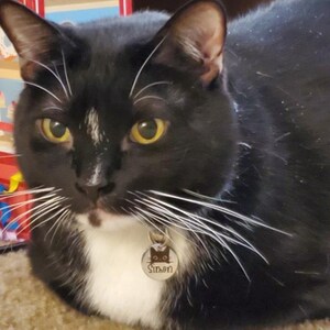 Tiny 20mm Cat Kitten ID Tags Laser Engraved, Stainless Steel Available ...