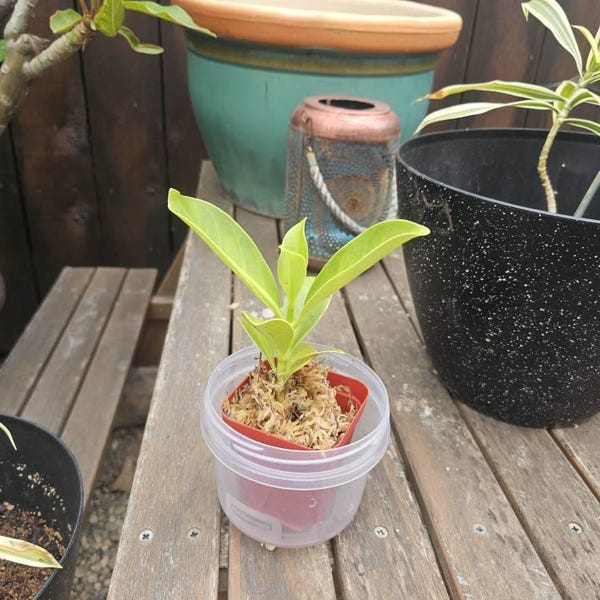 Pikake Plant. Single Flower Variety for Lei Making (pikake Lahilahi ...