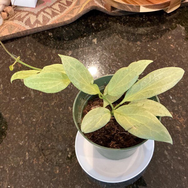 Hoya Leoensis in 4.5pot Rare Hoya Wax Plant Attractive Foliage ...