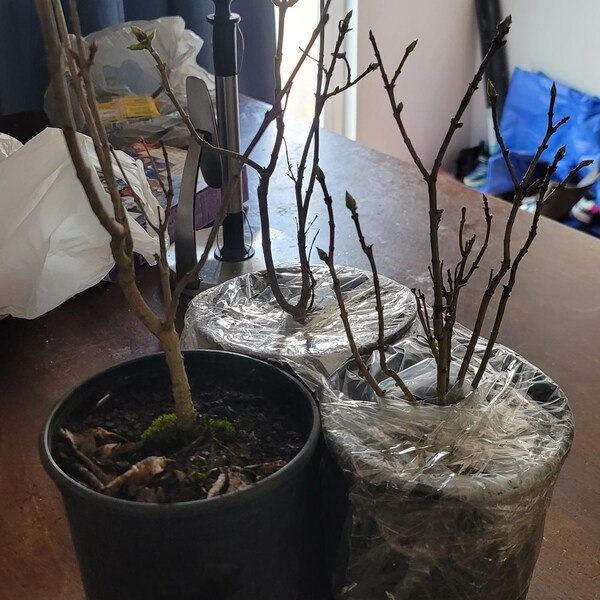 Cedrus Deodara 'feeling Blue' - Deodar Cedar - 12" Tall - 1 Gallon Pot ...