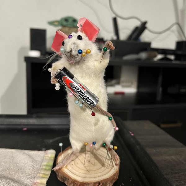 Do It Yourself Rat Taxidermy Kit With Real Rat Skin - Etsy
