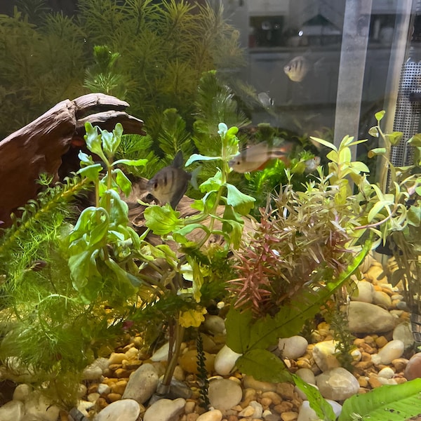 Chinaberry Tree, Pride of India, Bead-tree, Cape Lilac, Persian Lilac ...