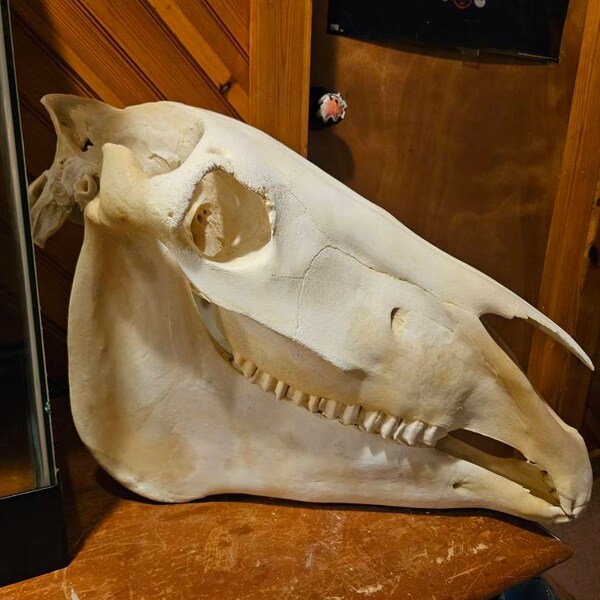 Real Roe Deer Skull Art With Engraved Design and Teardrop Cabochon ...