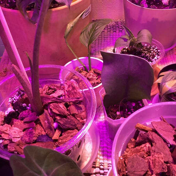 Live Syngonium ‘berry Allusion’ Rooted Cutting | Arrowhead Plant | Easy ...