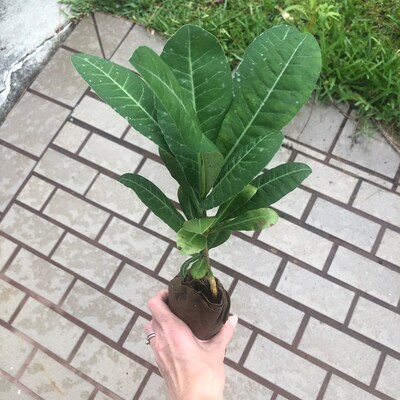 Inca Nut, Sacha Inchi plukenetia Volubilis Live Plant - Etsy