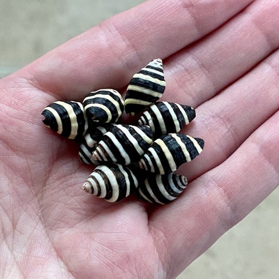 Bumble Bee Shell, Bee Hive Shells, Engina Mendicarea 1/4-1/2 10 Pieces ...