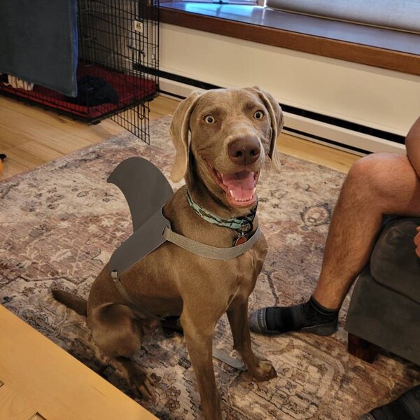 ORCA Fin for Your Large Dog. Killer Whale Fin for Your Large Dog - Etsy