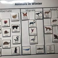 Animals in Winter Sorting Worksheet: Hibernate, Migrate, Adapt (PDF ...