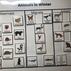 Animals in Winter Sorting Worksheet: Hibernate, Migrate, Adapt (PDF) - Etsy