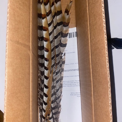 Extra Long Feathers, 10 Pieces 16-18 Natural Reeves Venery Pheasant ...