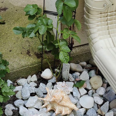 Viburnum Plicatum 'popcorn' Live Plant Perennial Shrub White Snowball ...