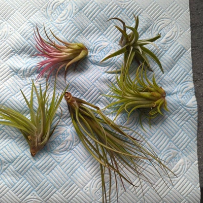 XL DIY Terrarium Kit Tall Ecosphere Jarrarium Kit Make Your Own ...