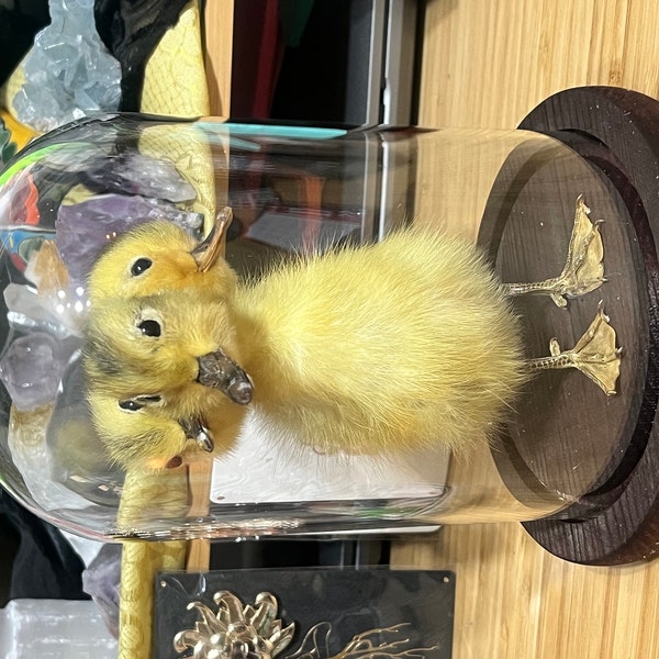 Handmade Taxidermy 3 Headed Yellow Duckling,mounted in Glass Dome ...
