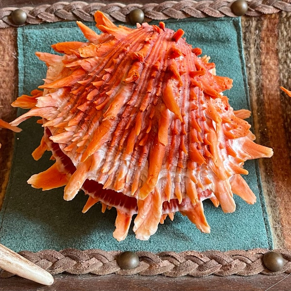 Spiny Oyster Shells - Etsy