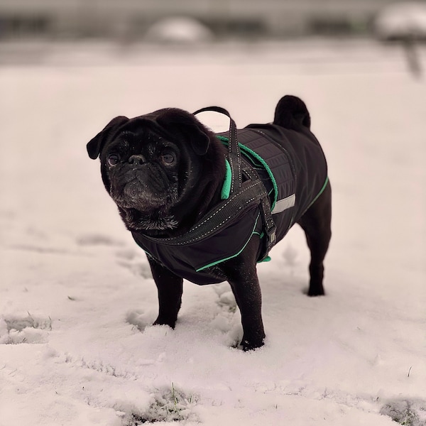 Pug Winter Dog Coat - Dog Jacket With Full Belly Cover - Waterproof ...