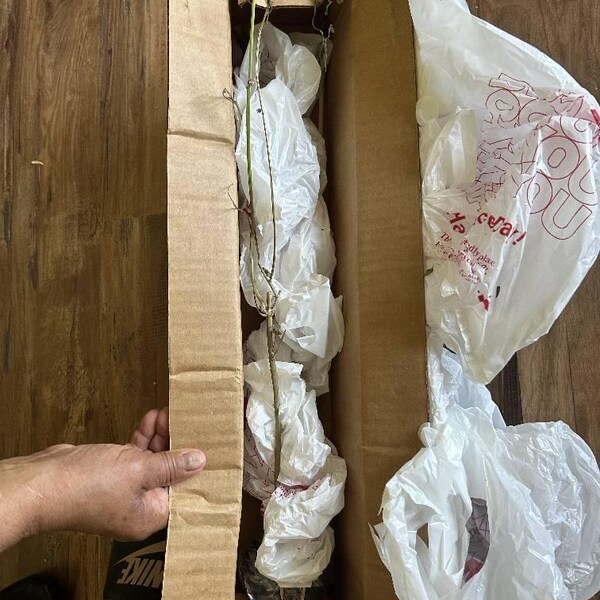 Pitiona, Oaxaca Lemon Verbena, Juanilama, Lippia Alba, 1 Live Plant 2.5 ...